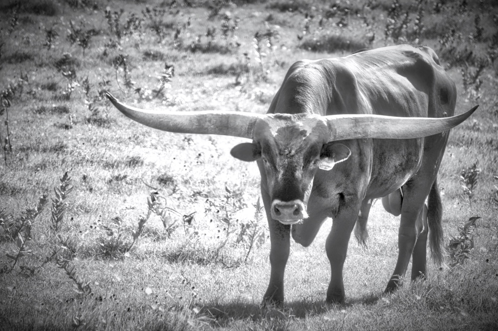 Visit With A Texas Longhorn – Monochrome Madness Challenge | Rainy Day ...